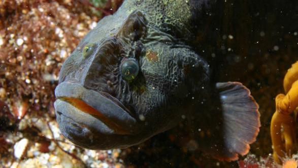 Funky-looking monkeyface prickleback fish 'may well be the brand new ...